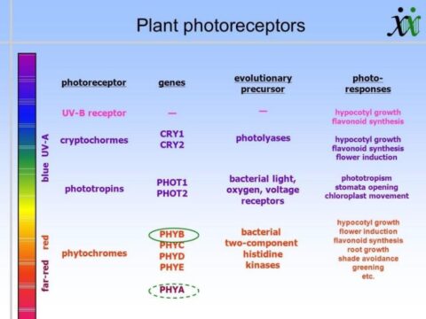 How to Use PPFD Measurements to Hit DLI Targets | CABA Tech